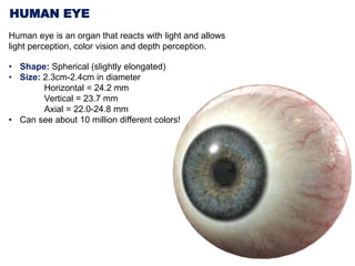 Human Eye | PPTX | Eye and Vision Conditions | Diseases and Conditions