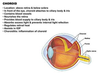 Human Eye | PPTX