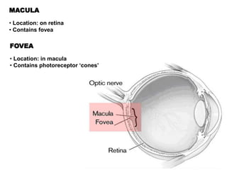 Human Eye | PPTX | Eye and Vision Conditions | Diseases and Conditions