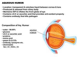 Human Eye | PPTX | Eye and Vision Conditions | Diseases and Conditions