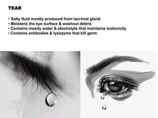 Human Eye | PPTX