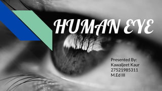 Human eye | PPT