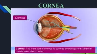 Human eye | PPTX