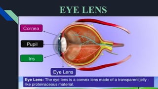 Human eye | PPT