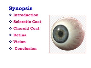 Human Eye.pptx