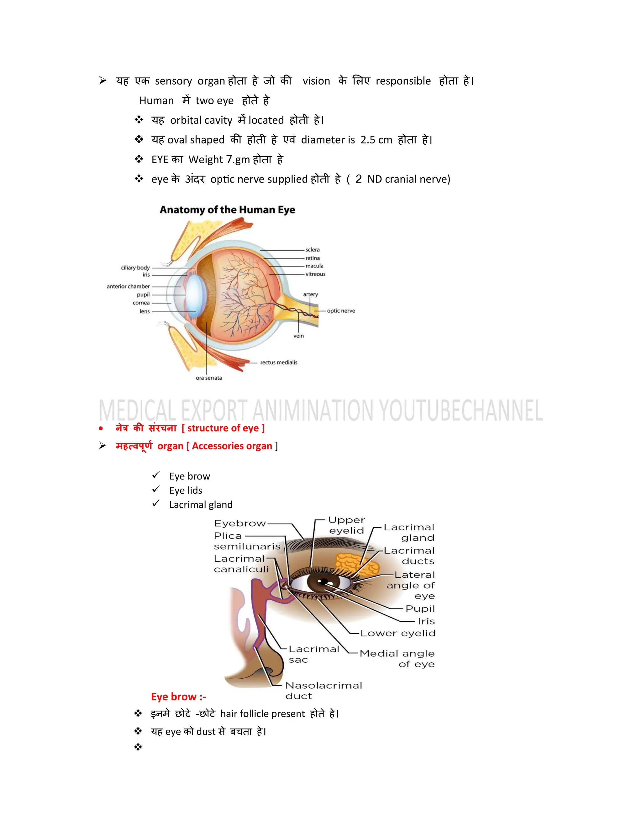 HUMAN EYE anatomy and physiology PDF | PDF