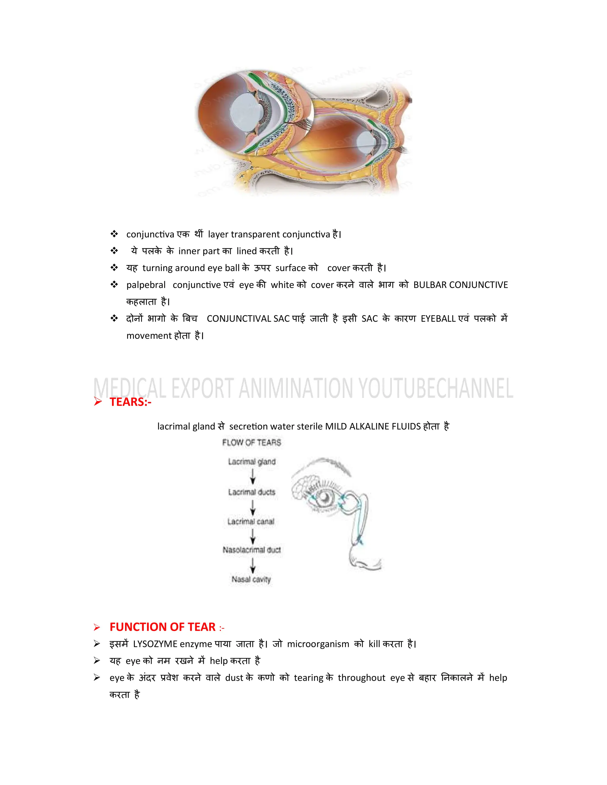 HUMAN EYE anatomy and physiology PDF | PDF