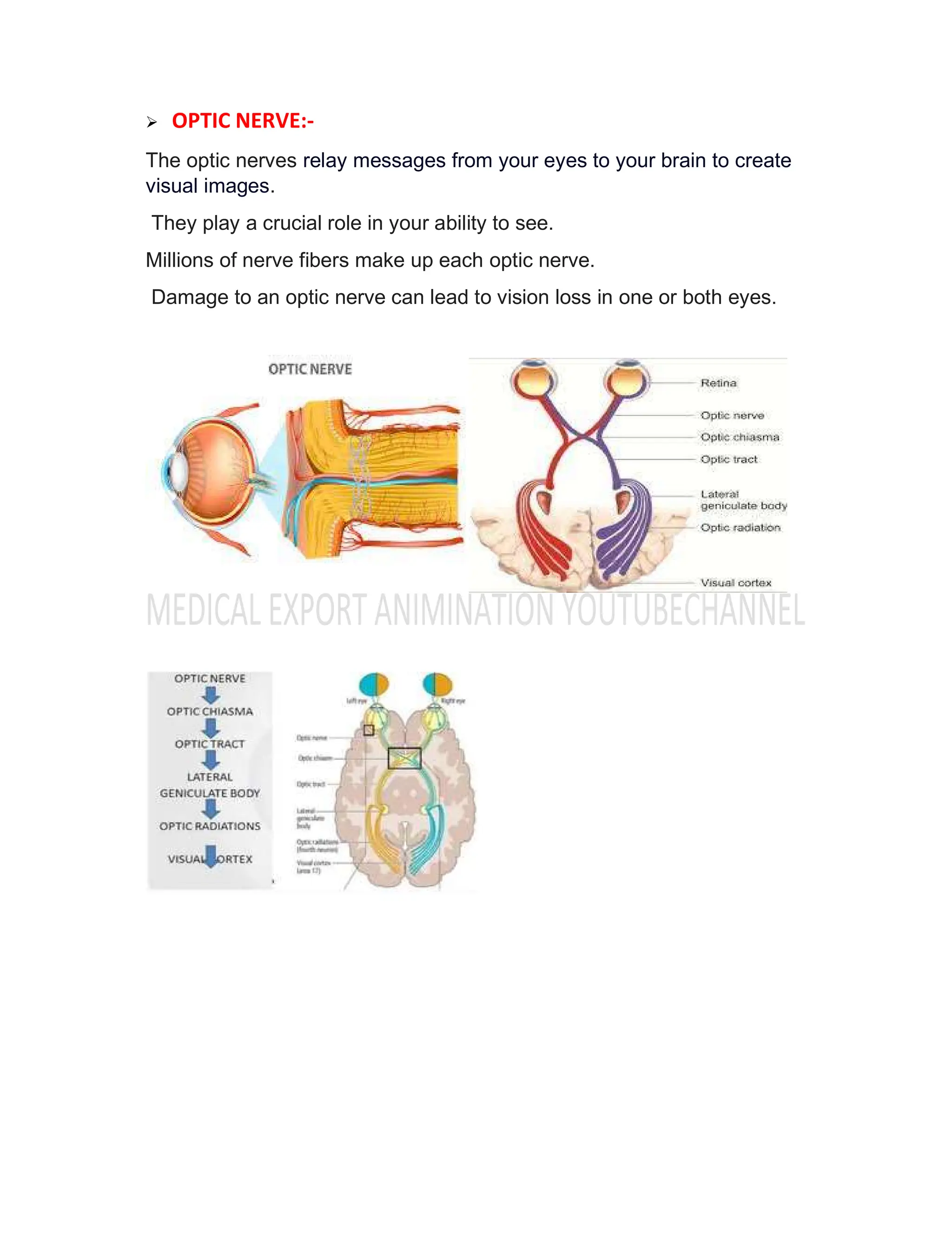 HUMAN EYE anatomy and physiology PDF | PDF