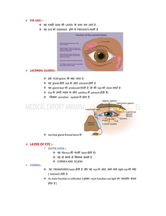 HUMAN EYE anatomy and physiology PDF | PDF