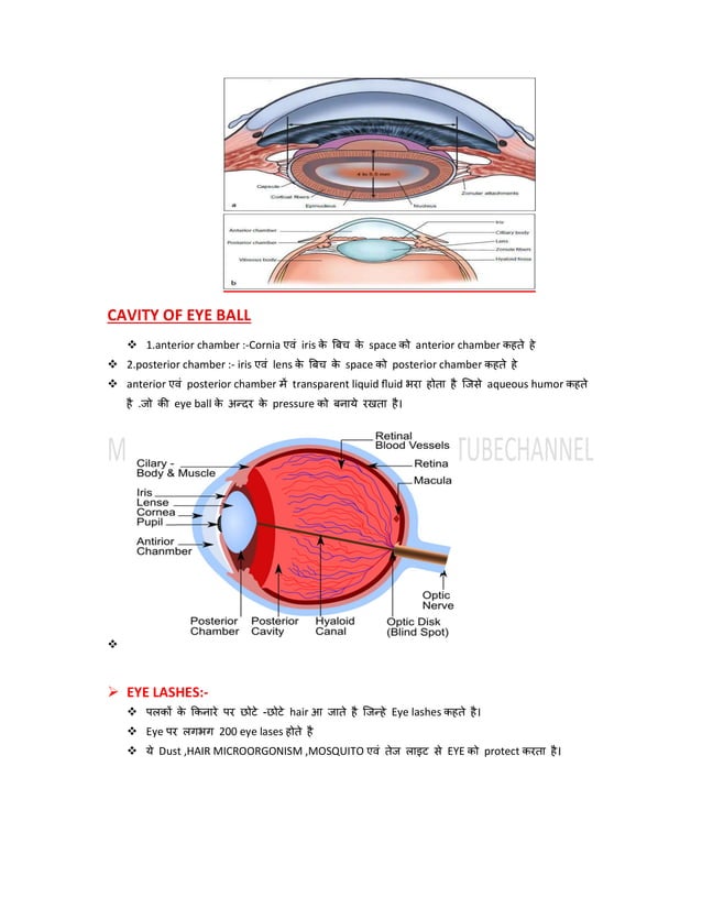 HUMAN EYE anatomy and physiology PDF | PDF