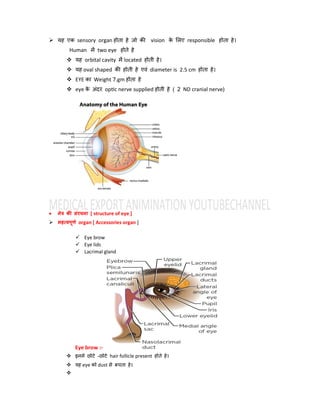 HUMAN EYE anatomy and physiology PDF | PDF
