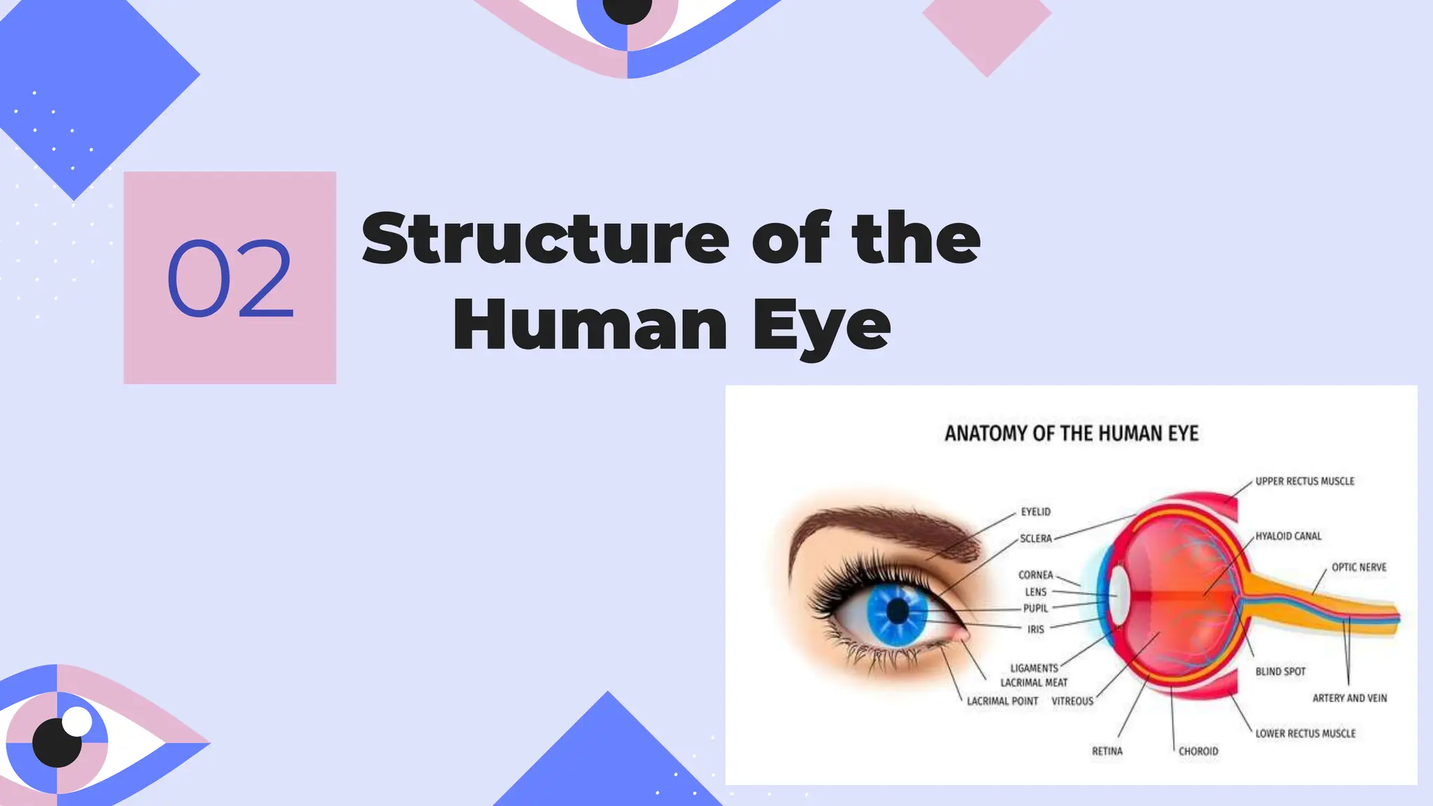 Understanding the Human Eye: A Comprehensive Overview | PPT