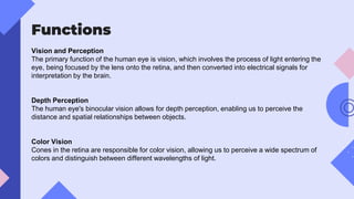 Understanding the Human Eye: A Comprehensive Overview | PPT