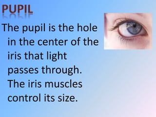 Human eye | PPTX