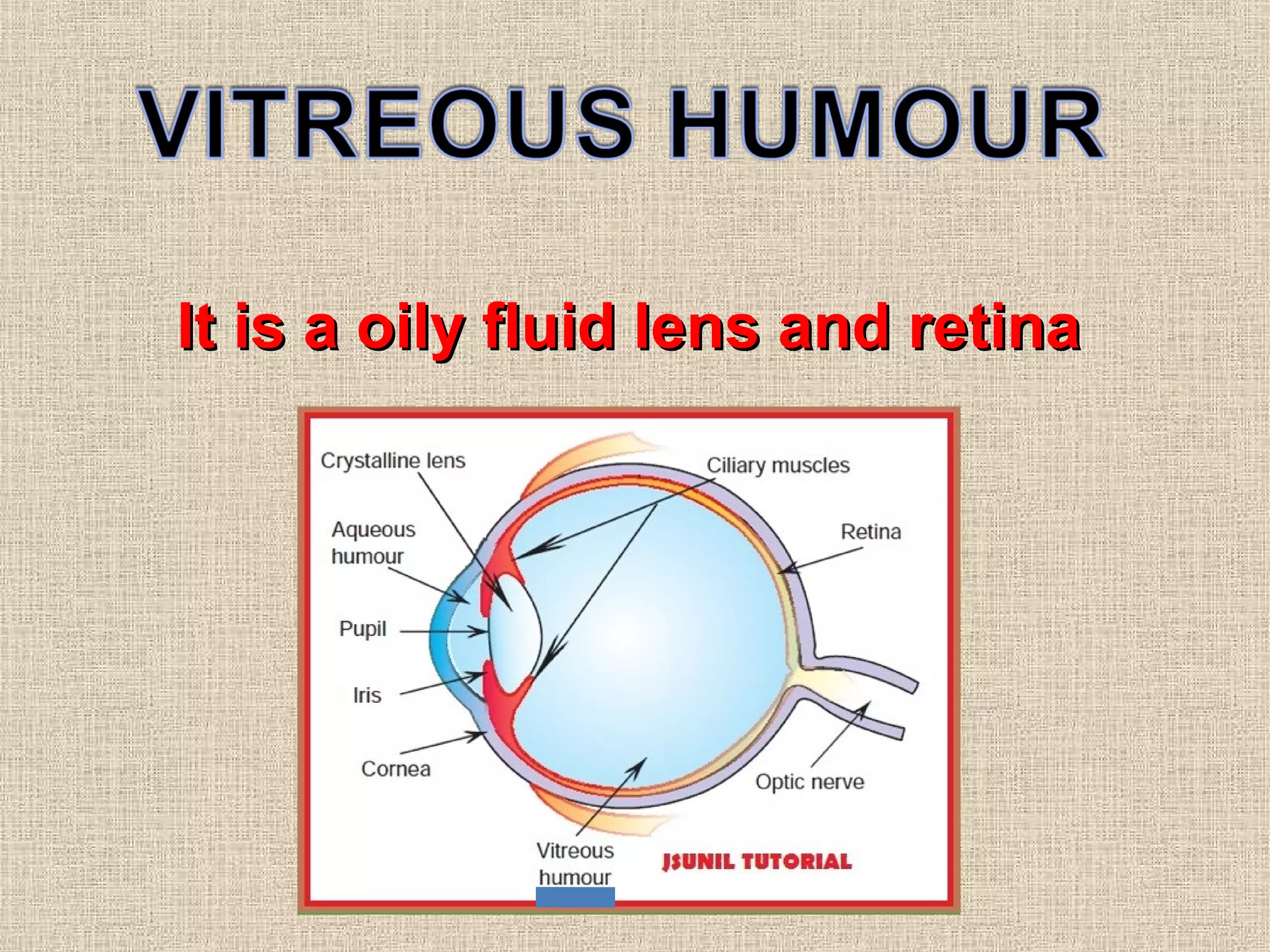 Human eye class 10 | PPT