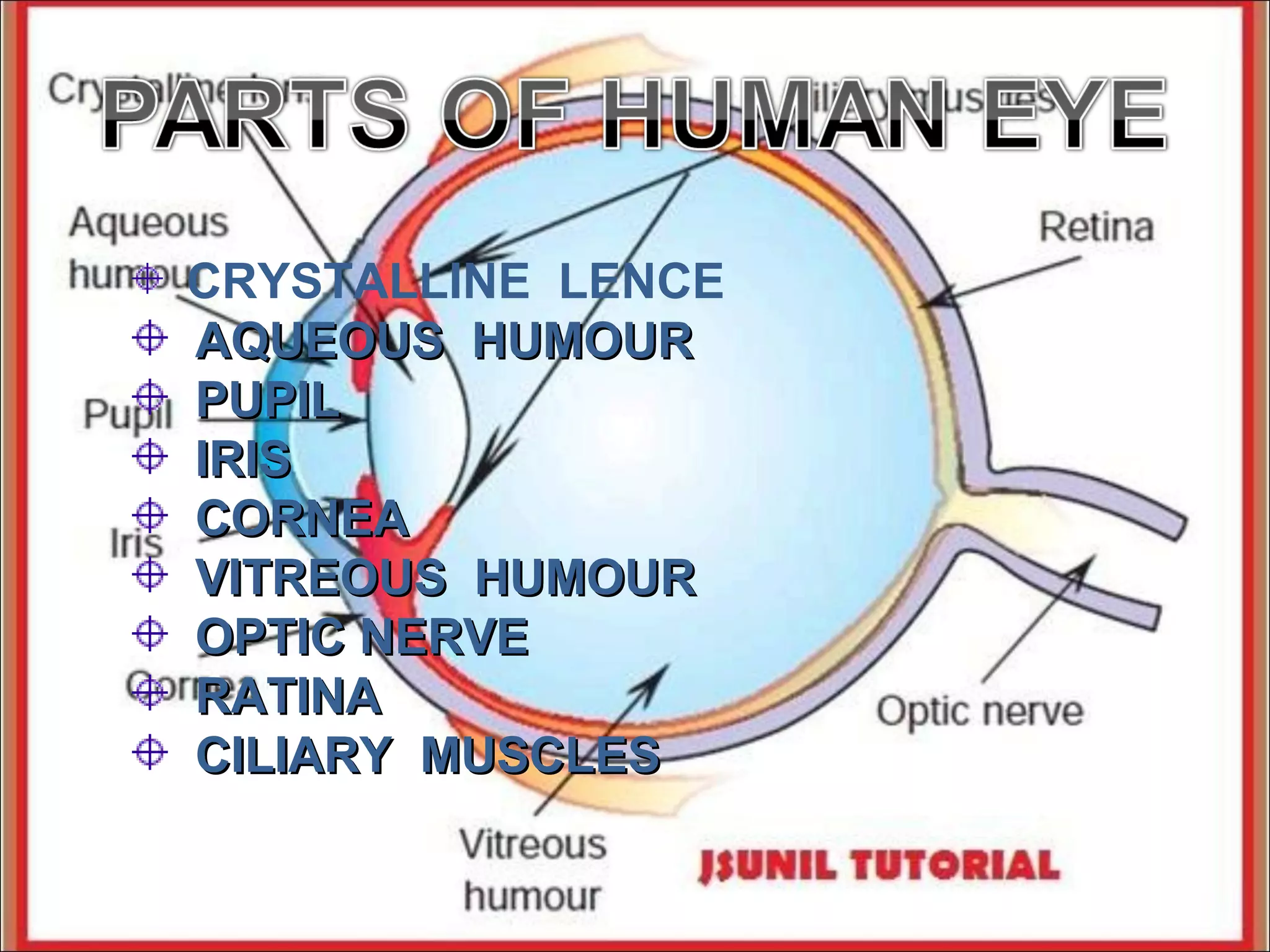 Human eye class 10 | PPT