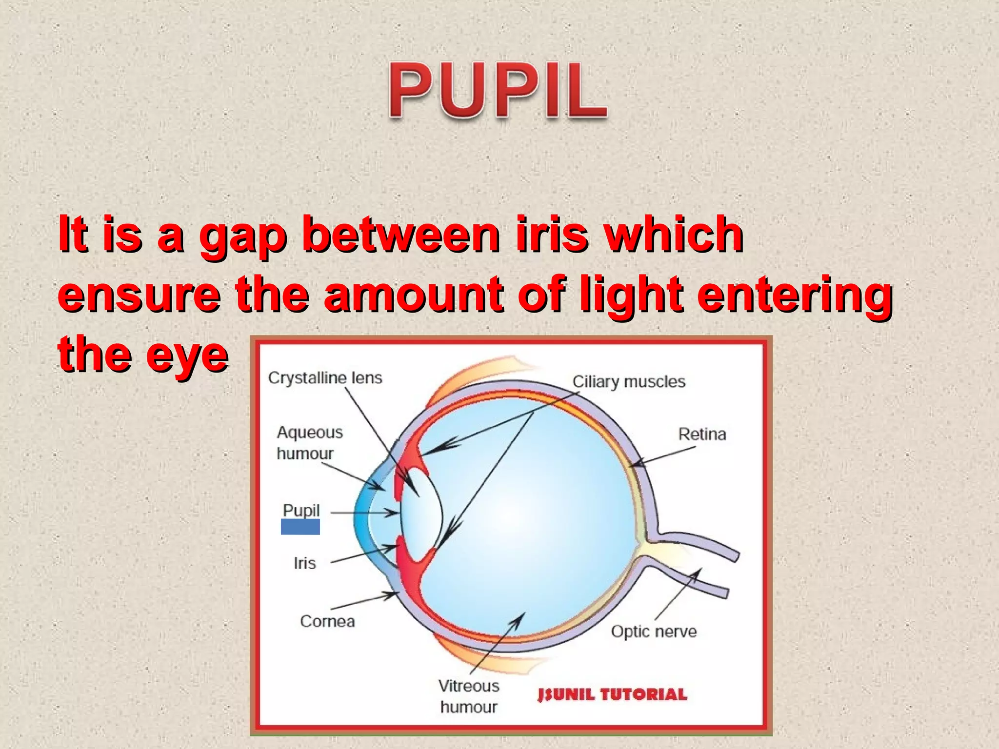 Human eye class 10 | PPT