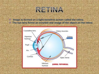 Human eye class 10 | PPT
