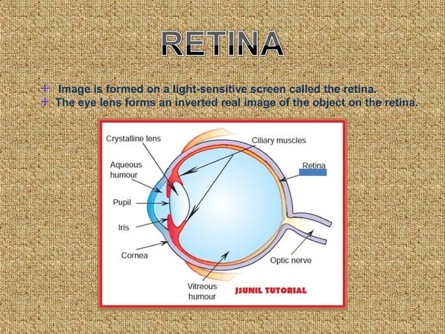 Human eye class 10 | PPT | Eye and Vision Conditions | Diseases and ...