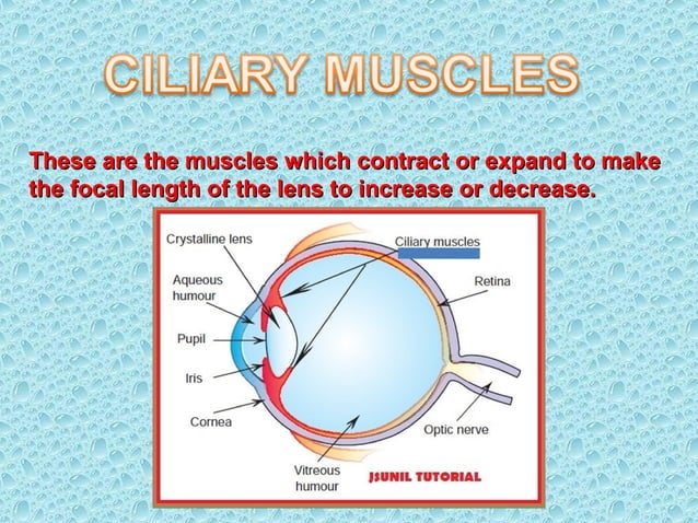 Human eye class 10 | PPT | Eye and Vision Conditions | Diseases and ...