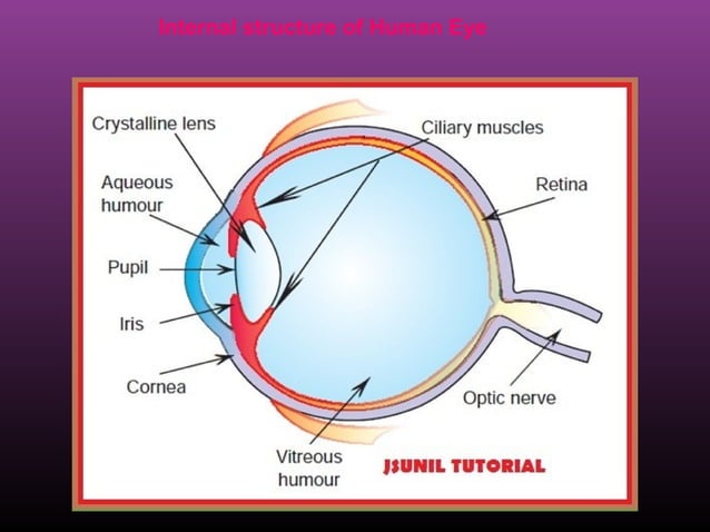 Human eye class 10 | PPT | Eye and Vision Conditions | Diseases and ...