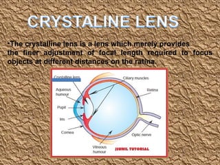 Human eye class 10 | PPT