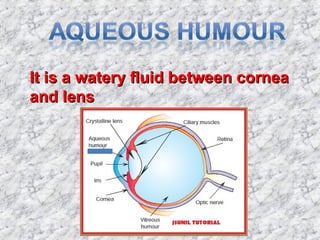 Human eye class 10 | PPT