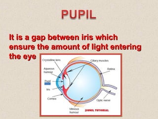 Human eye class 10 | PPT