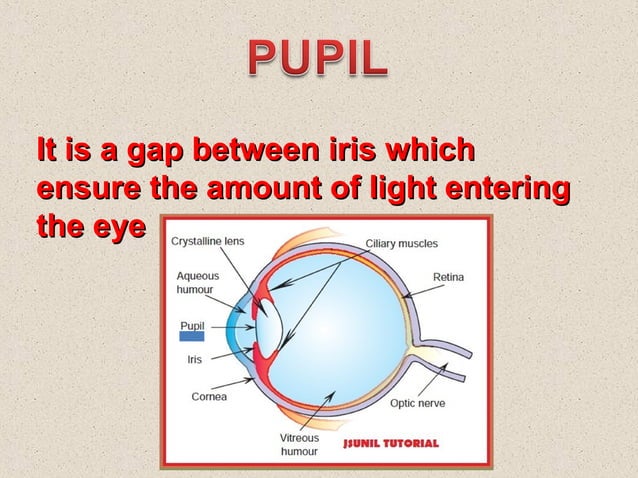 Human eye class 10 | PPT | Eye and Vision Conditions | Diseases and ...