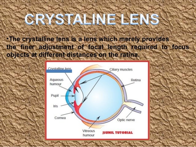 Human Eye Class 10 human-eye-class-10