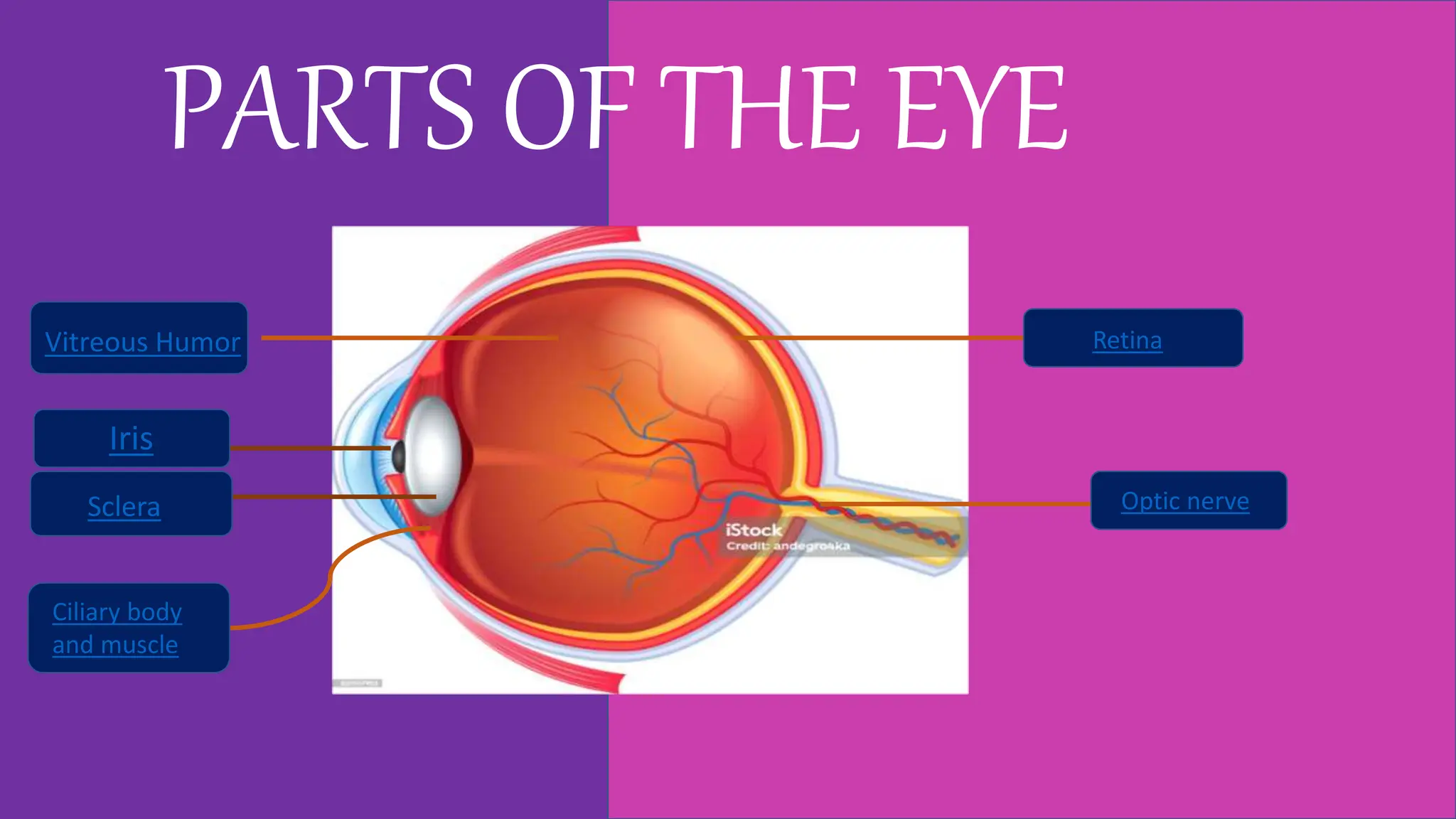 human eye anatomy(part 2).pptx