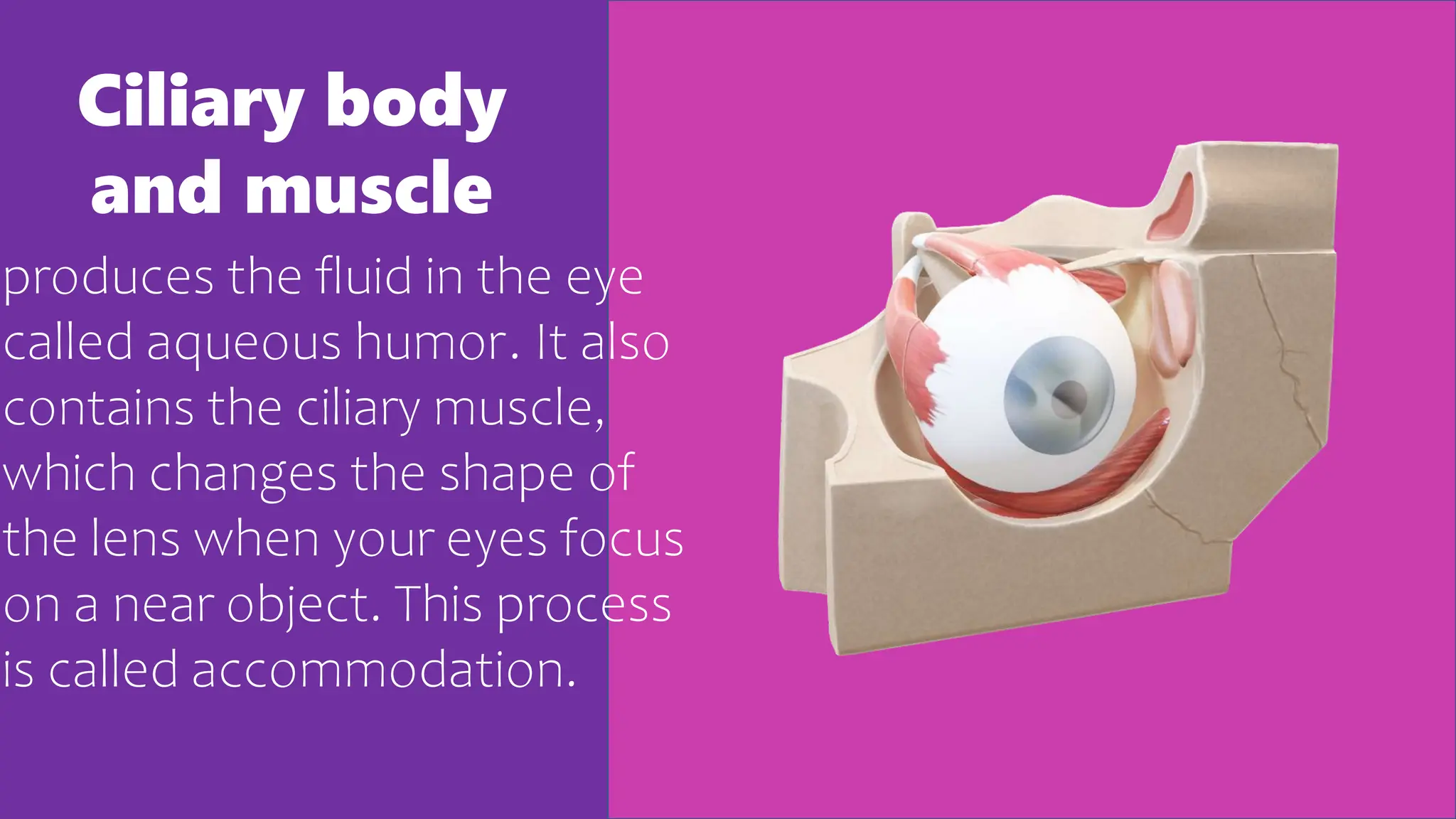 human eye anatomy(part 2).pptx