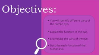 human eye anatomy(part 2).pptx