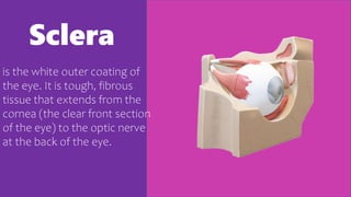 human eye anatomy(part 2).pptx