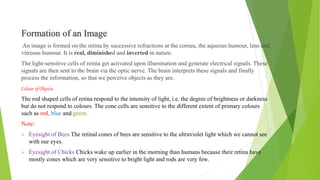 Human eye and colourful world | PPTX