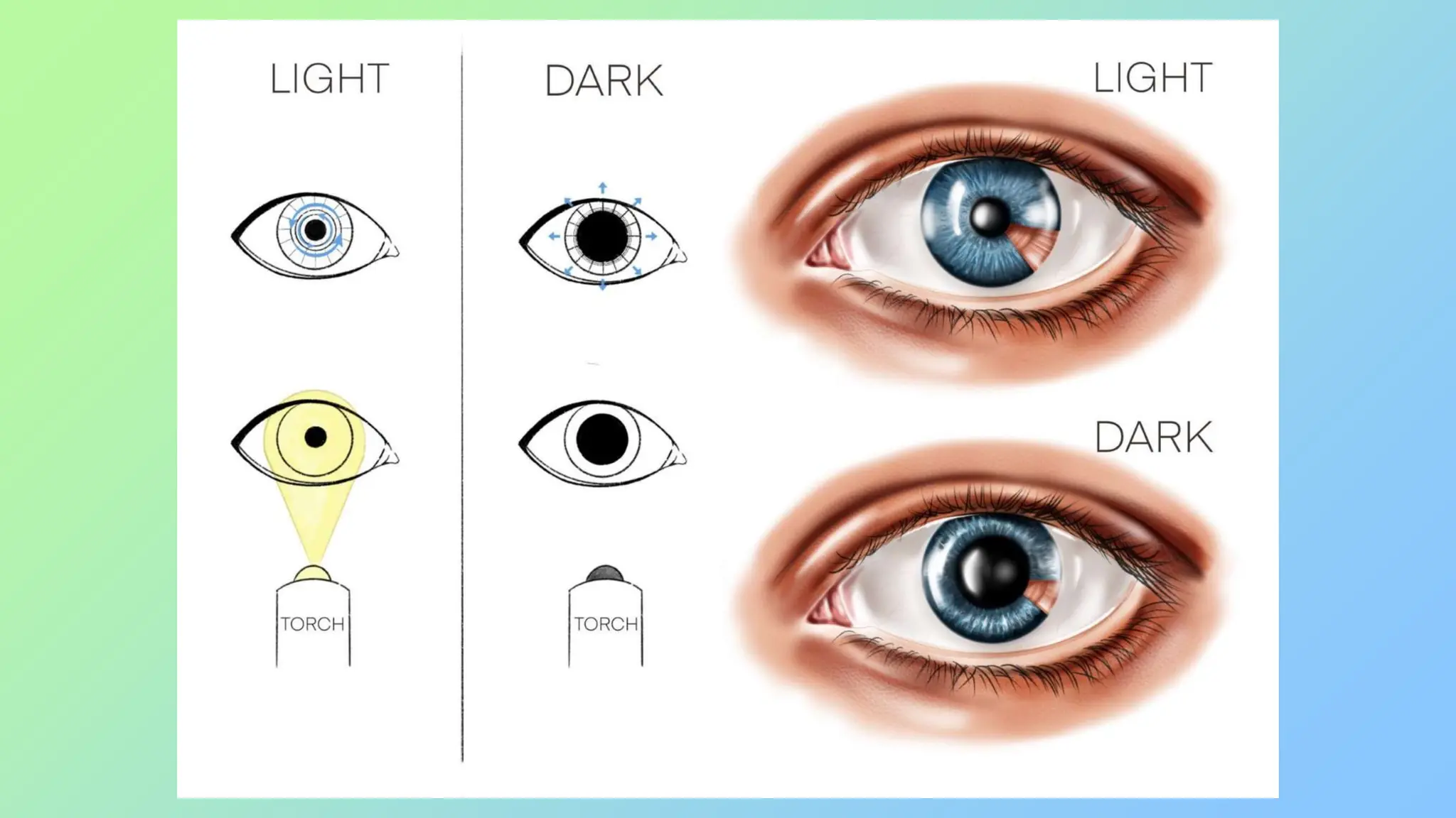 Human eye and colourful world class 10 .pptx | Eye and Vision ...