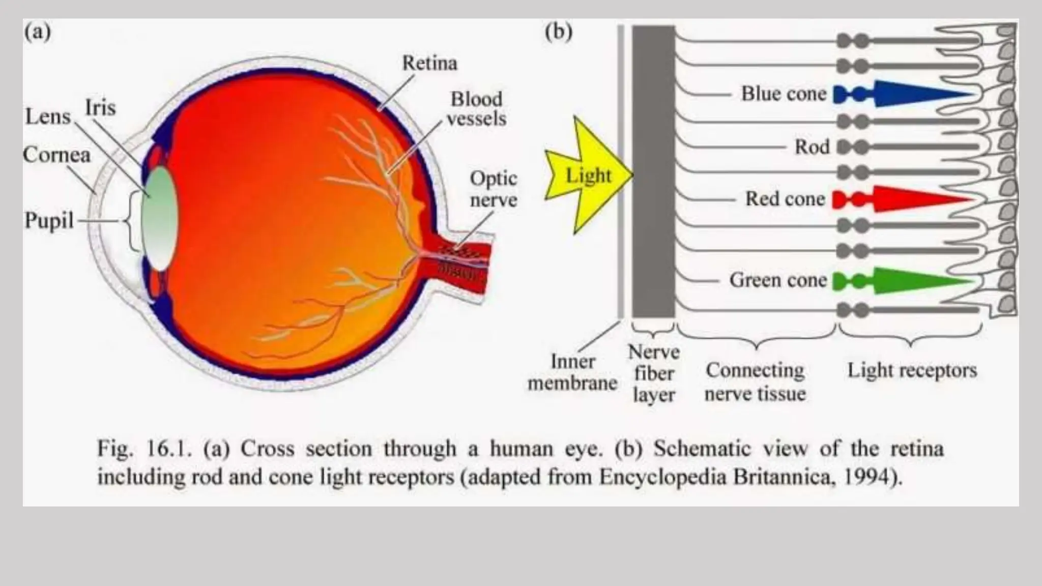Human eye and colourful world class 10 .pptx | Eye and Vision ...