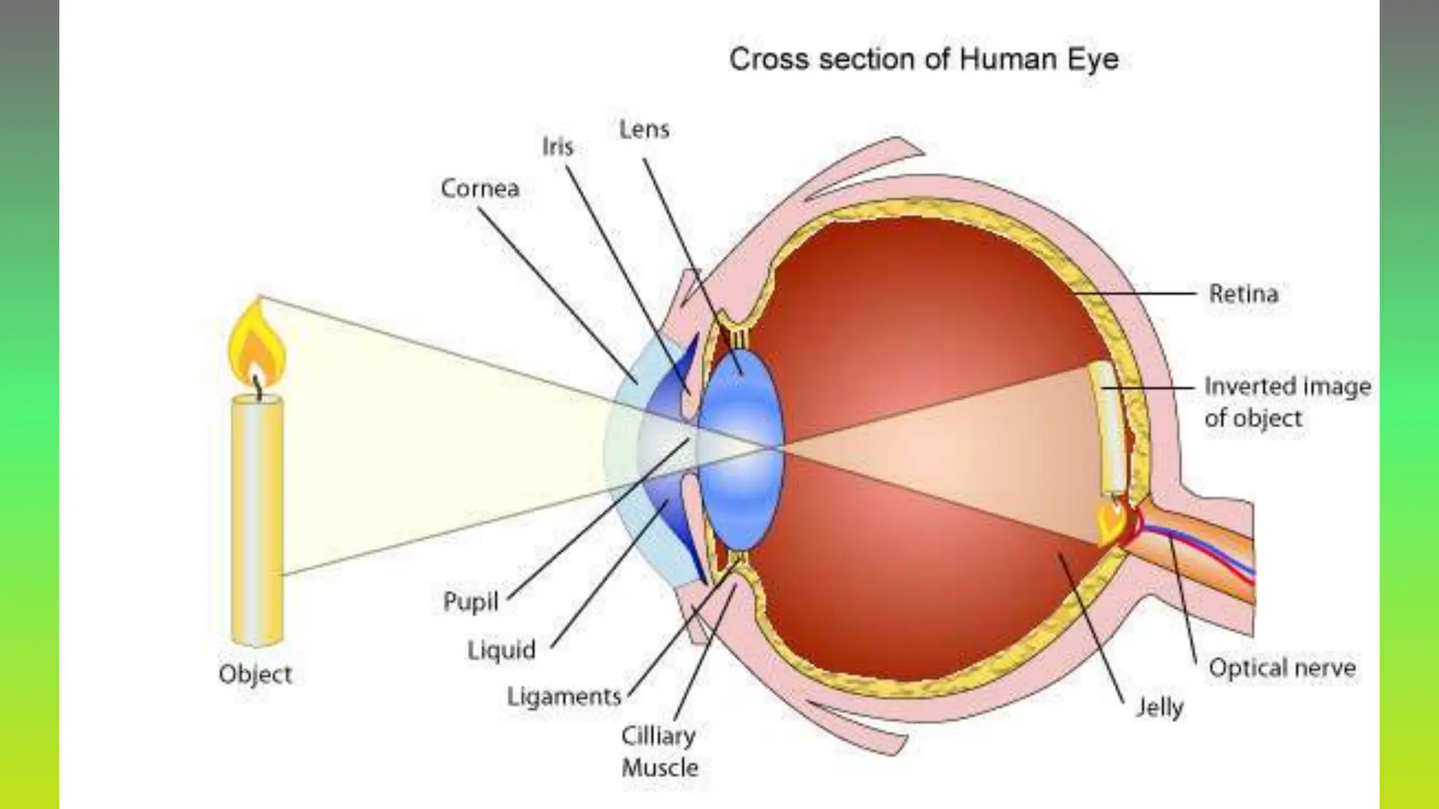 Human eye and colourful world class 10 .pptx | Eye and Vision ...