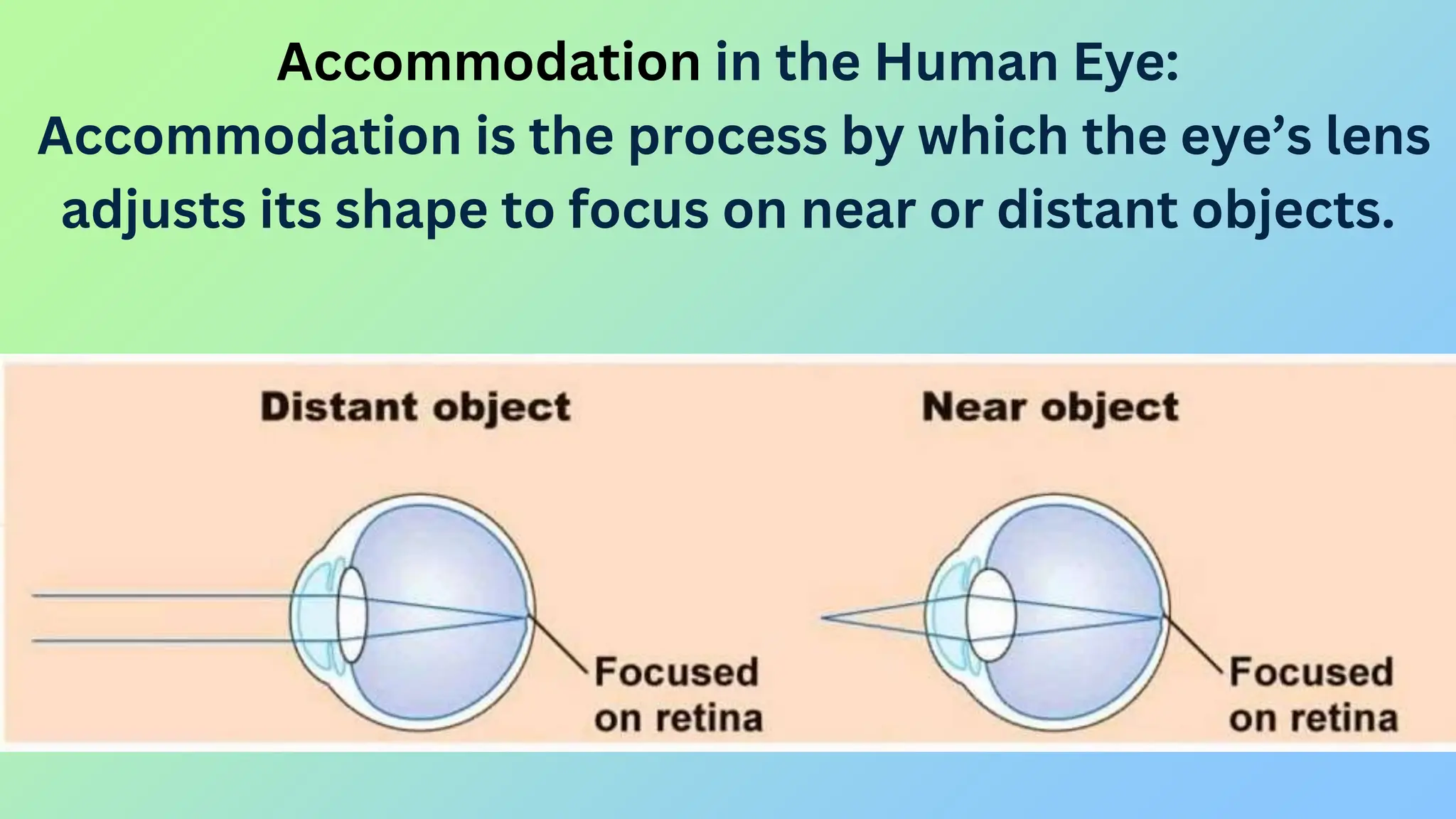 Human eye and colourful world class 10 .pptx | Eye and Vision ...