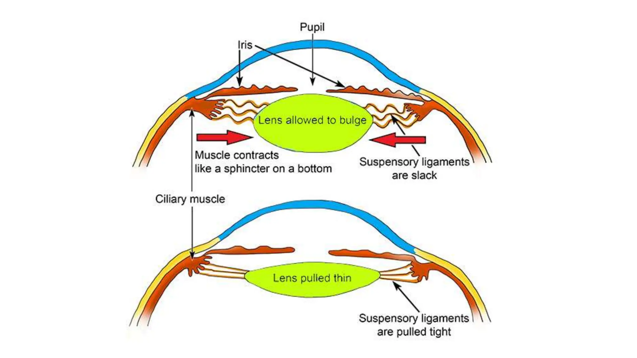 Human eye and colourful world class 10 .pptx | Eye and Vision ...
