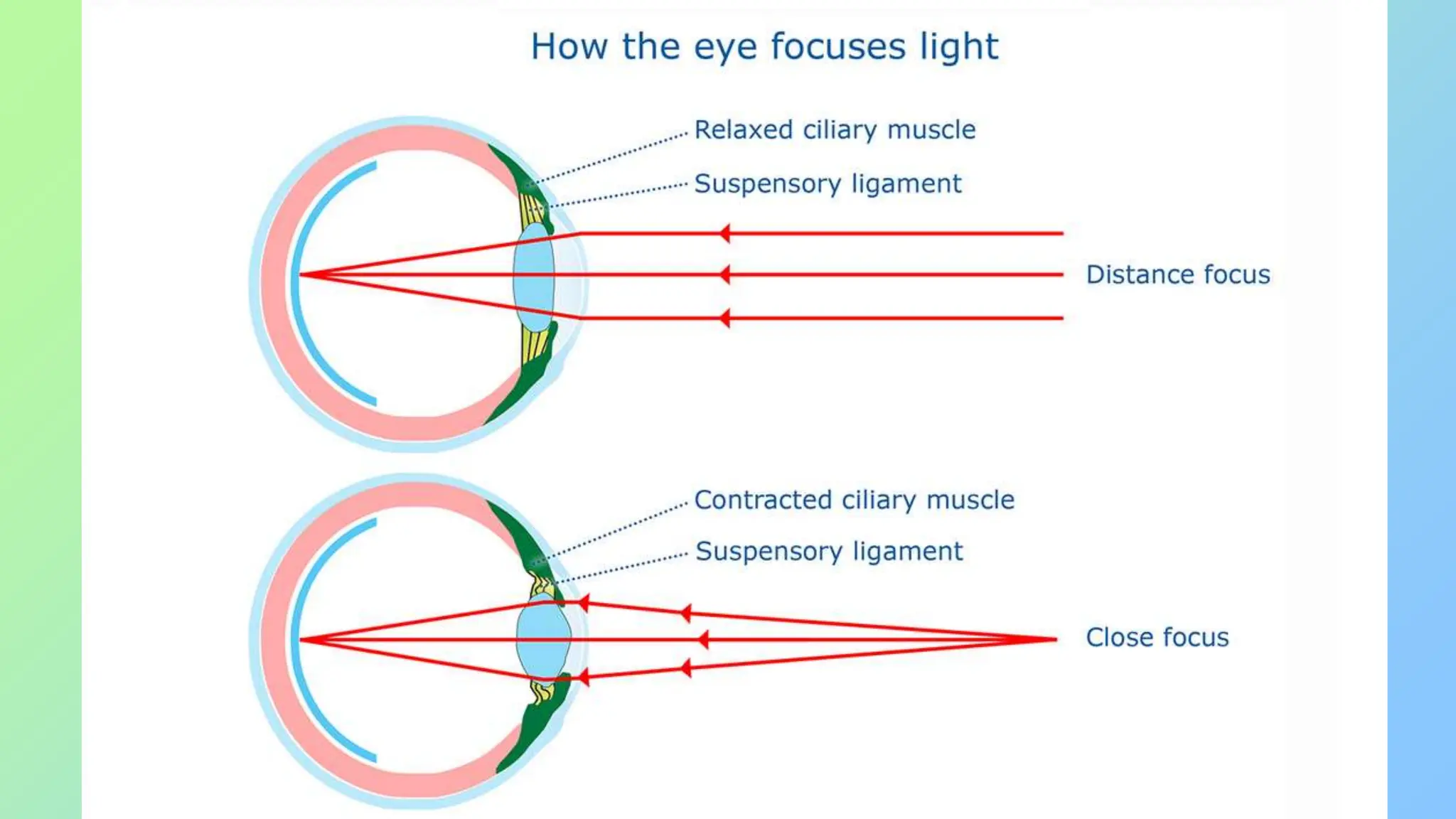 Human eye and colourful world class 10 .pptx | Eye and Vision ...