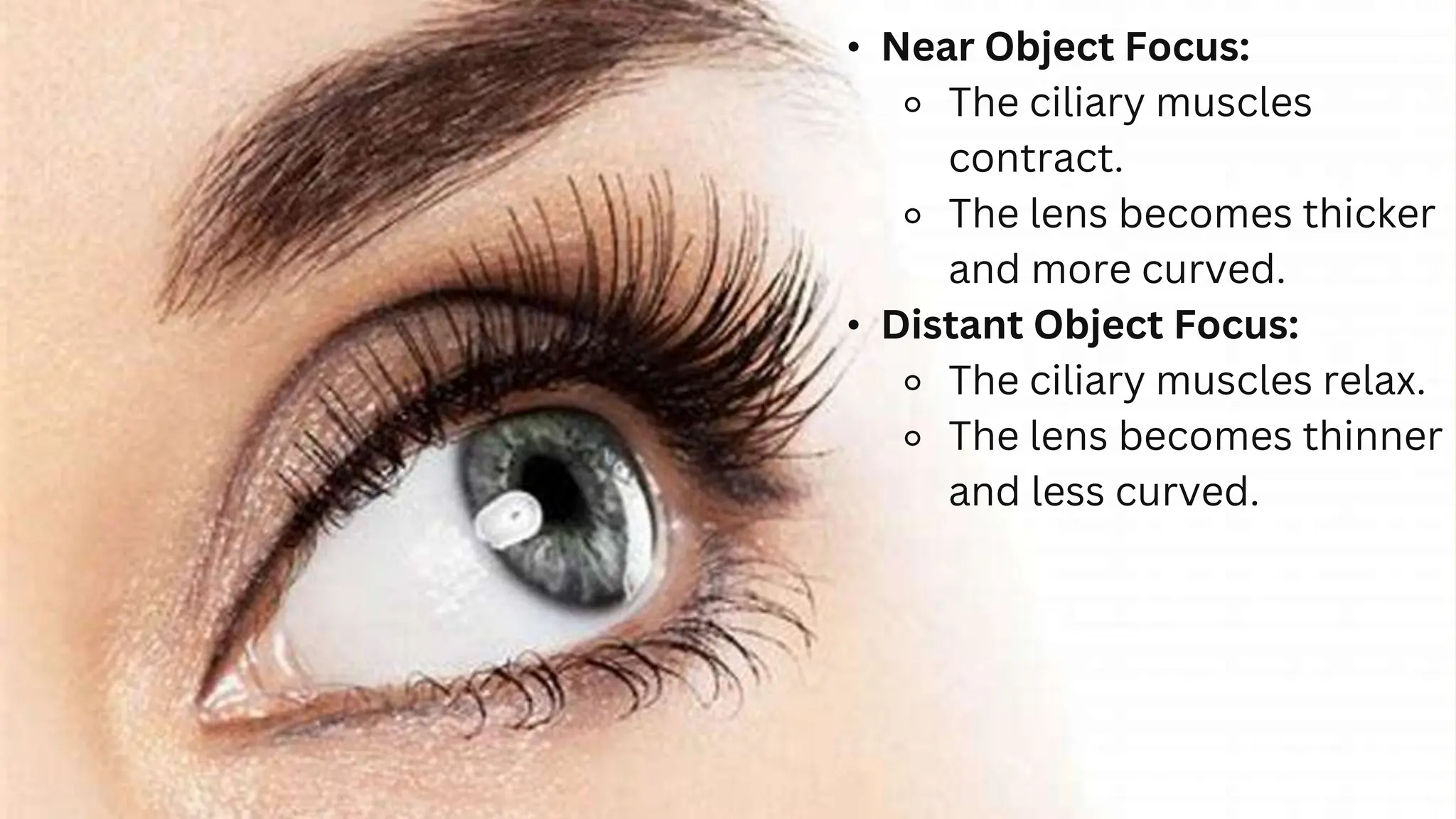 Human eye and colourful world class 10 .pptx | Eye and Vision ...