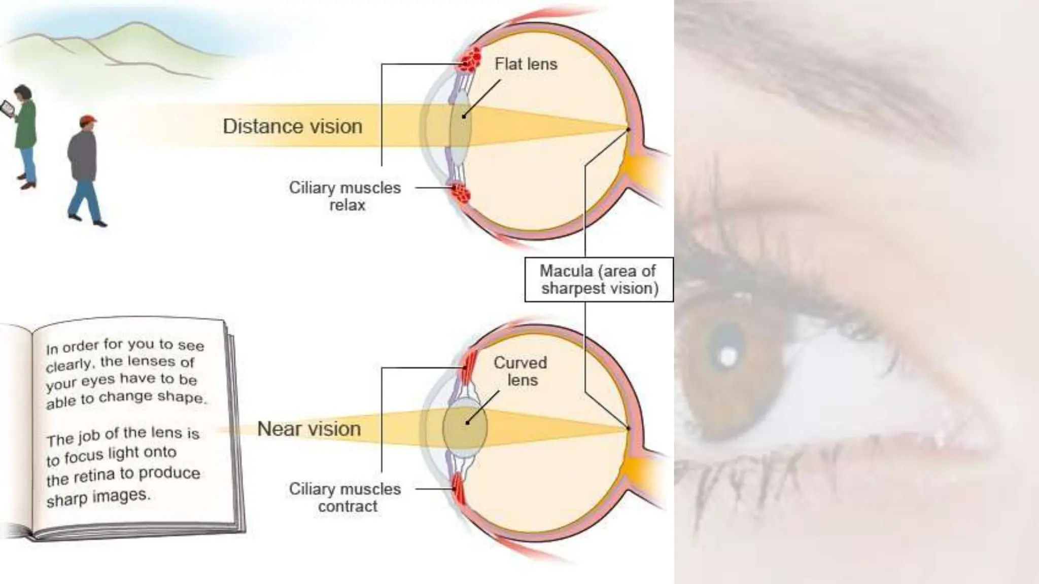 Human eye and colourful world class 10 .pptx | Eye and Vision ...