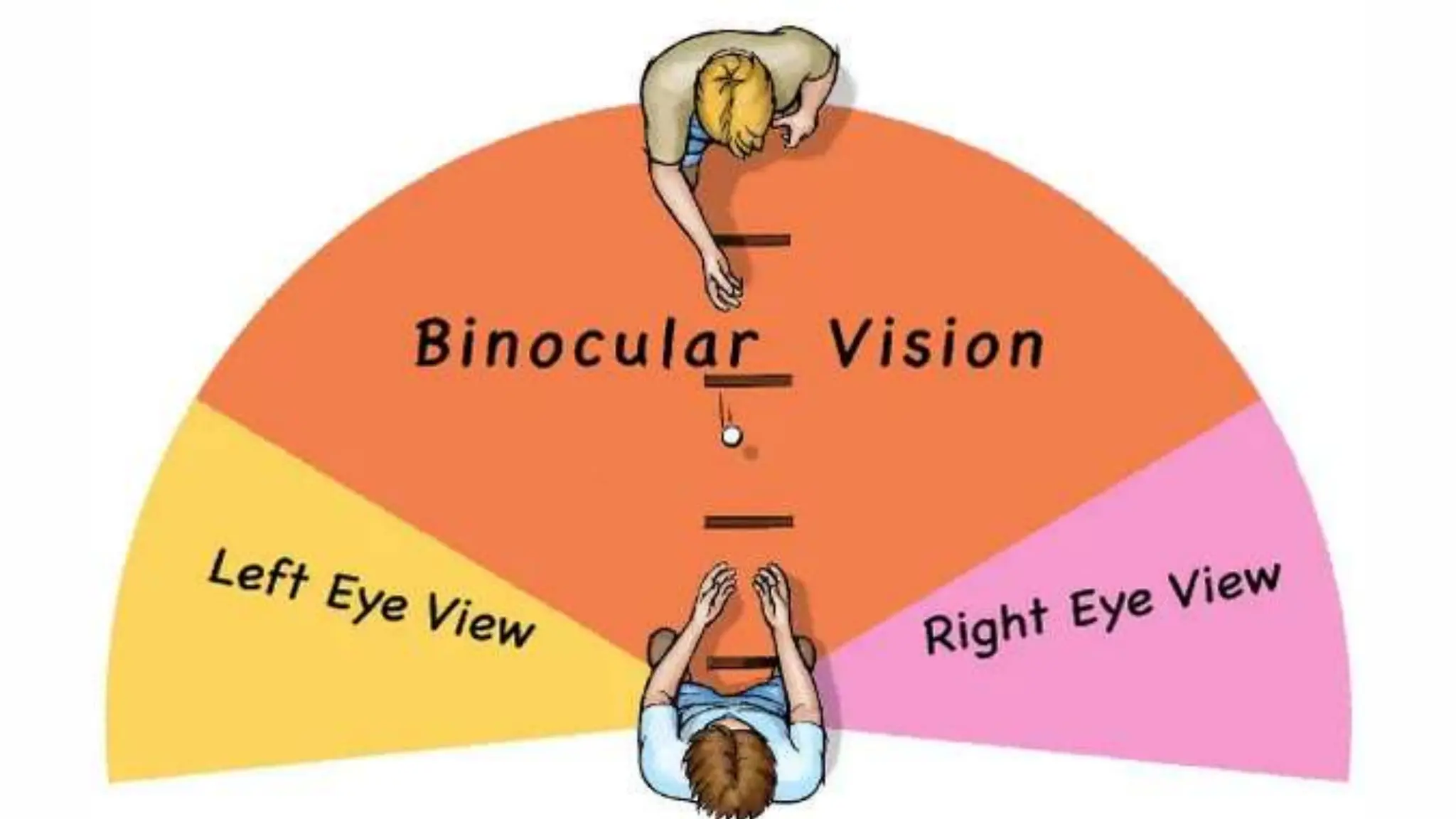 Human eye and colourful world class 10 .pptx | Eye and Vision ...