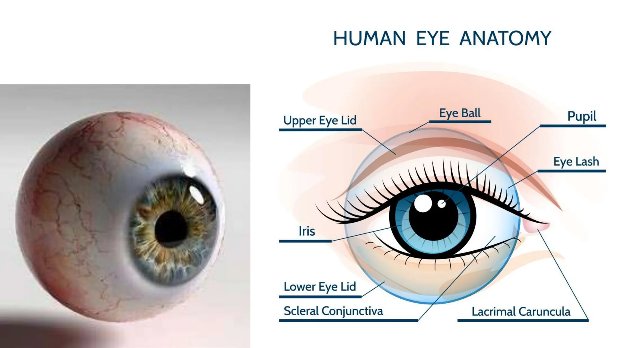 Human eye and colourful world class 10 .pptx | Eye and Vision ...