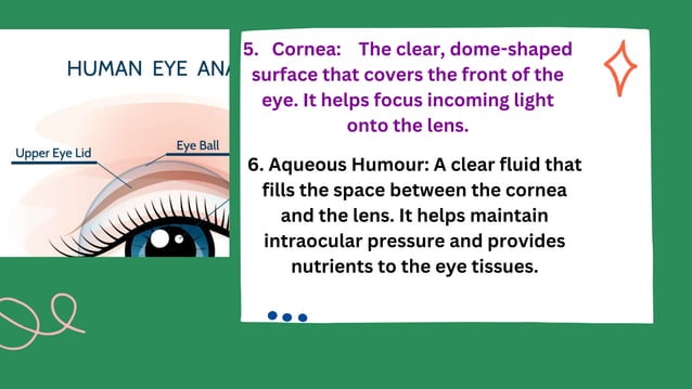 Human eye and colourful world class 10 .pptx | Eye and Vision ...