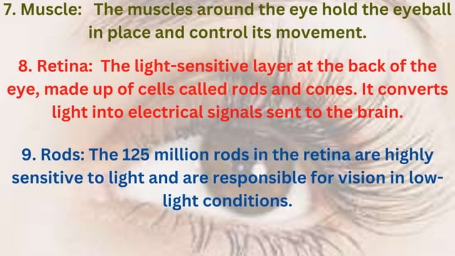 Human eye and colourful world class 10 .pptx | Eye and Vision ...