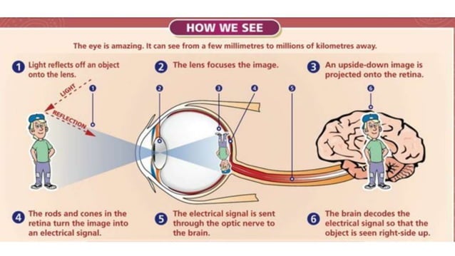 Human eye and colourful world class 10 .pptx | Eye and Vision ...