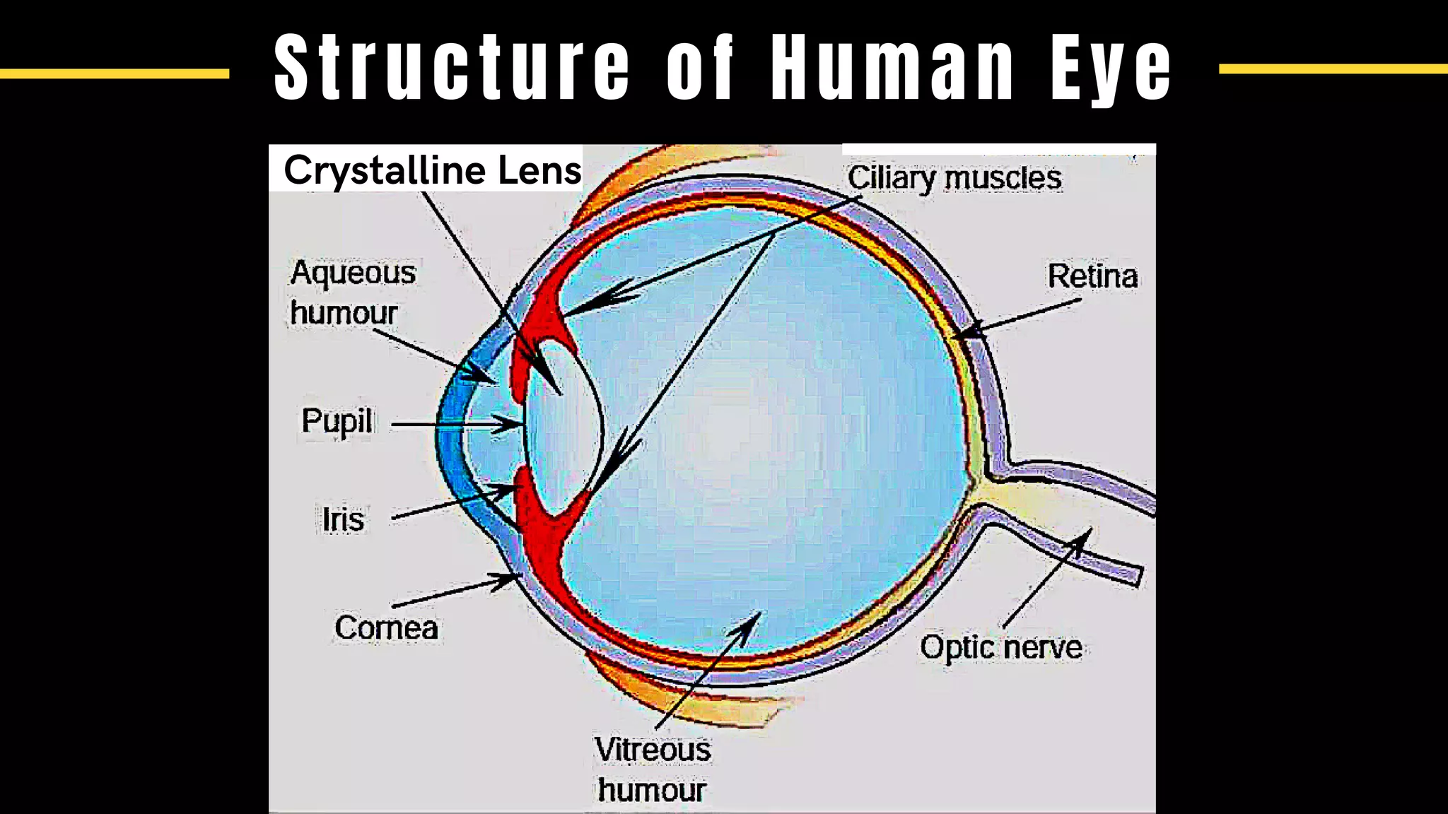 Human Eye and the Colourful World.pdf