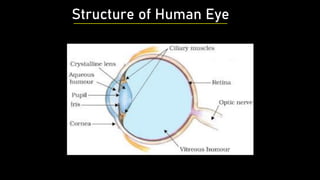 Human Eye and the Colourful World .pdf